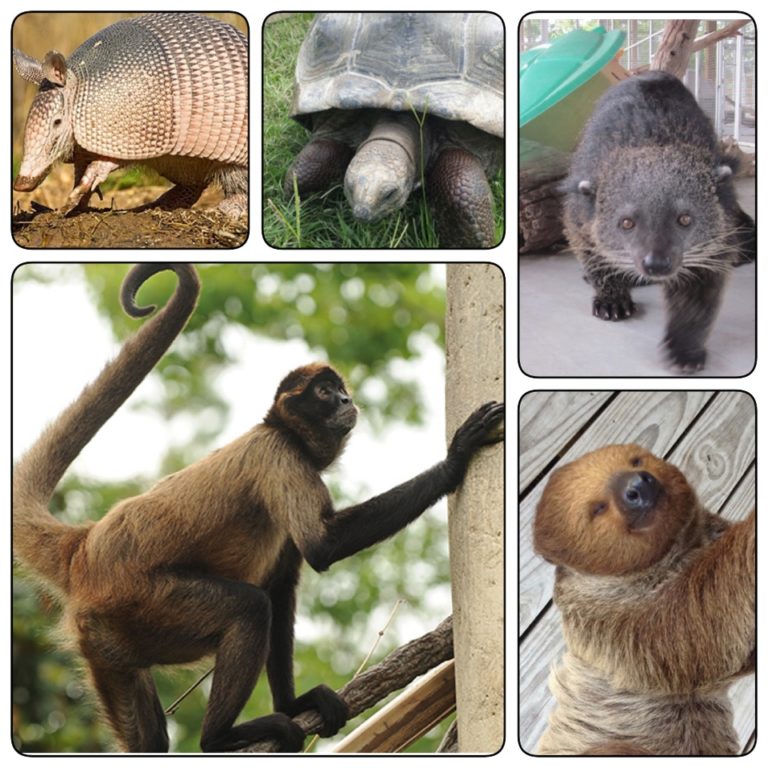 Animal Shows — Incredible Events